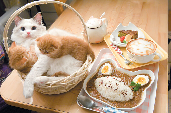 Les cafés à chats au Japon